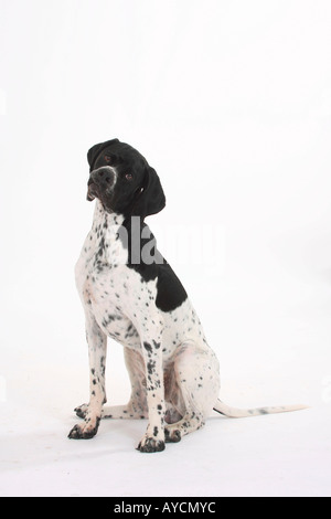 Dog English Pointer / adult sitting at the edge of a lake Stock Photo ...