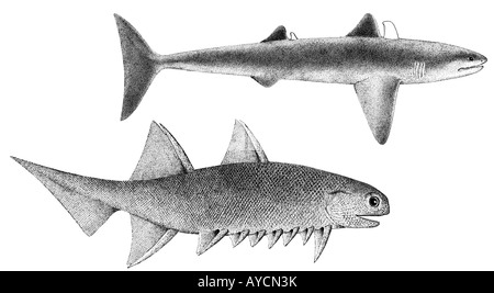 Extinct fish, drawing Stock Photo: 86109321 - Alamy