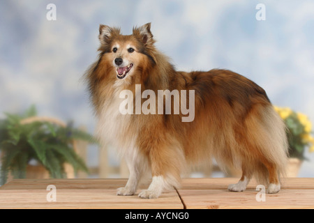 Sheltie Shetland Sheepdog side Stock Photo - Alamy