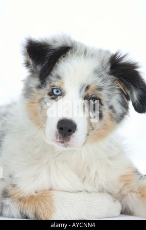 Australian Shepherd puppy 11 weeks Stock Photo - Alamy