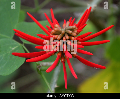 Guatemala Coral Tree or Pito Tzintej Erythrina guatamalensis Fabaceae ...