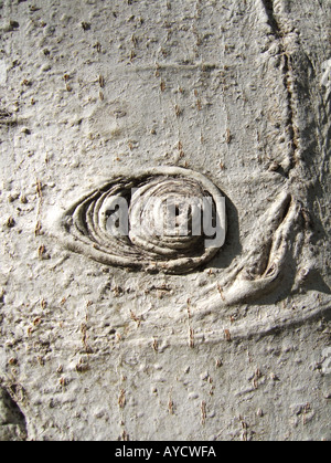 eye shape formed in the bark of a tree Stock Photo - Alamy