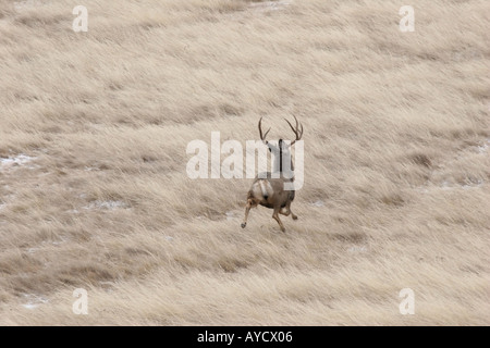 A Mule Deer buck bounding away in scenic Saskatchewan Stock Photo - Alamy