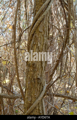 Vines wrapped around a small tree in a New England USA forest Stock ...