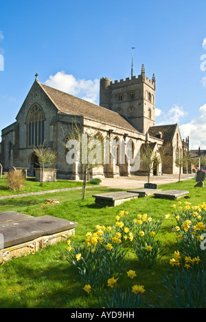 Spring Daffodils, St Johns church, Buckminster village; Leicestershire ...