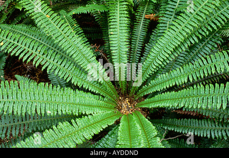 Crown fern (Blechnum discolor Stock Photo: 76043185 - Alamy