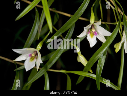 a New Zealand slipper orchid, Winika cunninghamii, growing in native ...