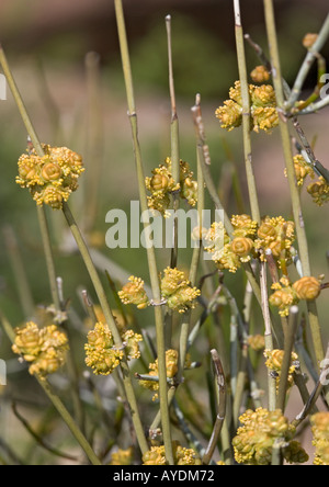 Green Ephedra (Ephedra viridis Stock Photo - Alamy