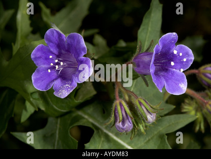 Desert Bluebell (Phacelia campanularia) and California Desert Dandelion ...