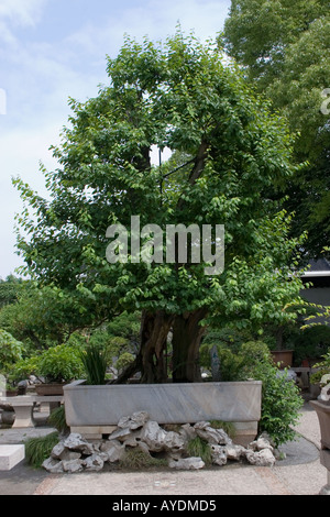 Large ancient bonsai tree in a garden in Suzhou China Stock Photo - Alamy
