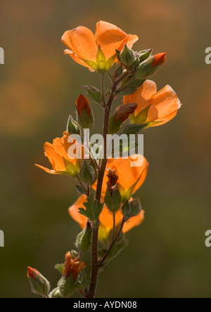 Desert globemallow or apricot mallow, Sphaeralcea ambigua with yellow ...
