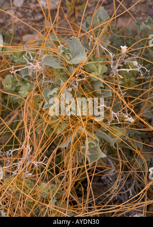 White Bursage or burro-weed, Ambrosia dumosa is a ragweed yellow and ...