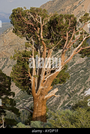 Ancient trees of Sierra Juniper, Juniperus grandis, Yosemite ...