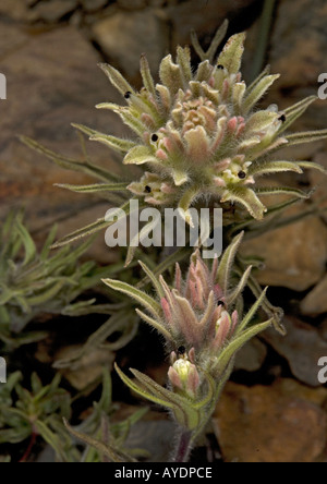 dwarf alpine Indian paintbrush (Castilleja nana) Plantae Stock Photo ...
