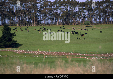 Tree planting for shelter belts, Victoria, Australia Stock Photo - Alamy