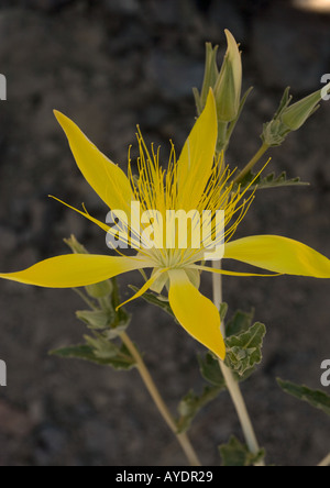 Blazing Star flower (Mentzelia laevicaulis), flower, USA, California ...
