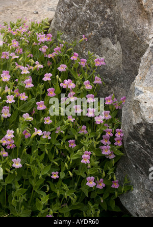Great Purple Monkey-flower, Erythranthe lewisii, along Ciscpus River in ...