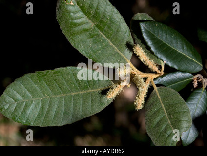 Tanoak or Tanbark Oak Tree (Lithocarpus densiflorus Stock Photo - Alamy