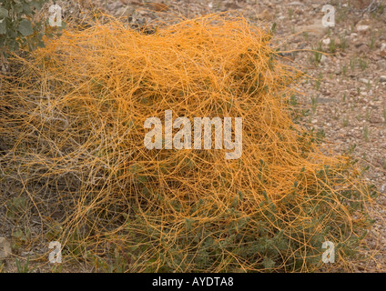 Burro bush or white bur sage (Ambrosia dumosa) Desert shrub Stock Photo ...
