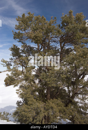 Single-leaved pinyon pine (Pinus monophylla Stock Photo - Alamy