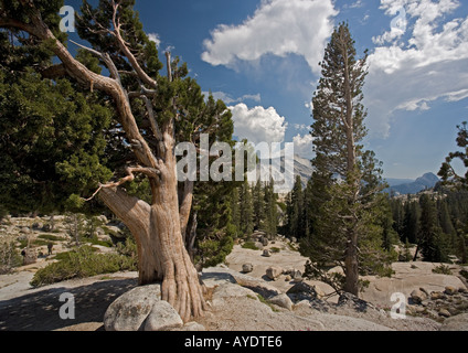 Old and beautiful Sierra juniper or western juniper, Juniperus ...