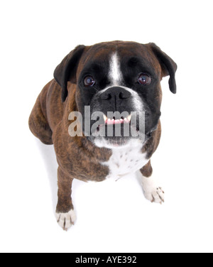 boxer dog with attitude Stock Photo - Alamy