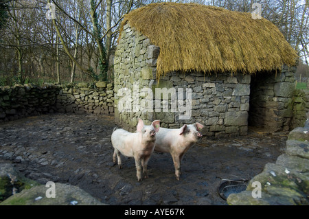 Stone pig stye with thatched shed at Bunratty Castle County Clare ...