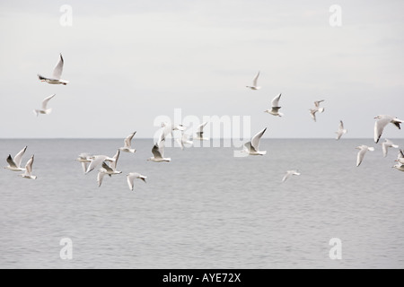 Flock of gulls flying over the sea Stock Photo - Alamy