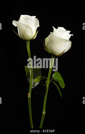 Two white roses Stock Photo - Alamy