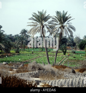 Bahrain agricultural gardens where vegetables are grown shaded by date ...