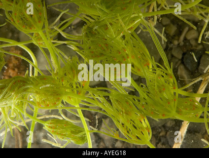 common stonewort (Chara vulgaris Stock Photo - Alamy