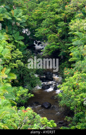 Tropical rainforest near Hilo on the Big Island of Hawaii Stock Photo ...