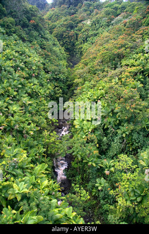 Tropical rainforest near Hilo on the Big Island of Hawaii Stock Photo ...