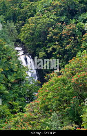 Tropical rainforest near Hilo on the Big Island of Hawaii Stock Photo ...