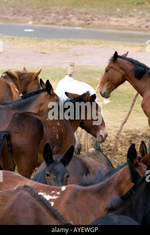 Horse in Andes Stock Photo - Alamy