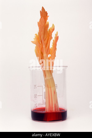 Beaker with red dye Stock Photo - Alamy