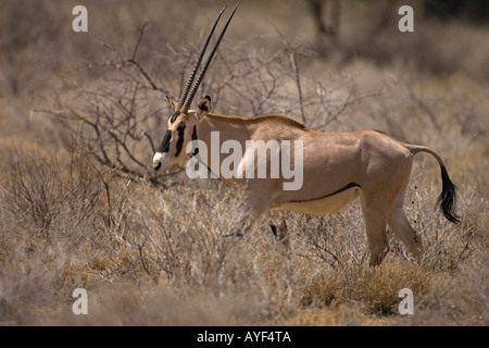 male endangered Oryx running in Samburu National Park Kenya Stock Photo ...