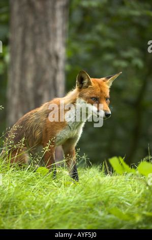 Wild Red Fox. British Wildlife Stock Photo - Alamy
