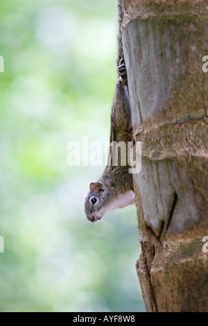 A three stripe indian palm squirrel (Funambulus palmarum) moving down a ...