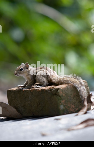 Indian palm squirrel, three-striped palm squirrel, Funambulus palmarum ...