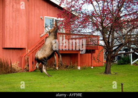 Alaskan Bull Moose rising up and eating crab apples Stock Photo - Alamy
