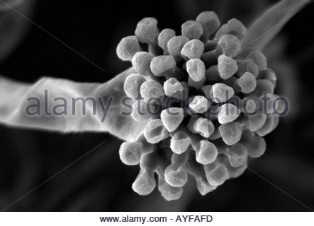 Aspergillus Fungus, SEM Stock Photo: 135022262 - Alamy
