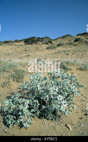 Lara beach on the island of Cyprus on a sunny spring day. A place where ...
