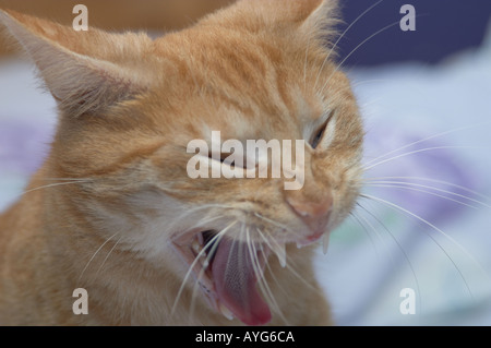 Domestic cat baring teeth Stock Photo - Alamy