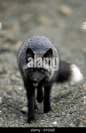 Silver Fox in Denali National Park, Shot in the wild Stock Photo - Alamy