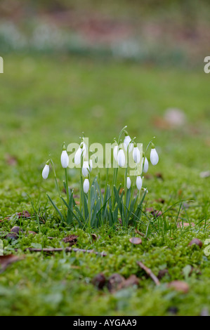 Common Snowdrop (Galanthus nivalis) growing near the Northumberland ...