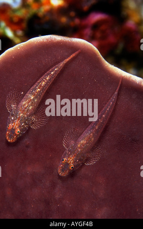 Flathead Goby, Phyllogobius platycephalops, on Sponge, Porifera Phylum ...