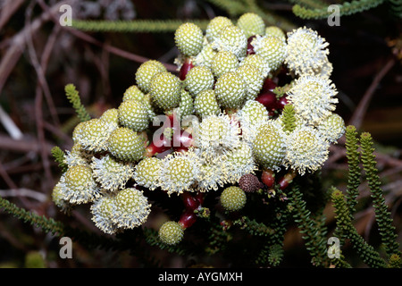 Berzelia - Buttonbush Stock Photo - Alamy
