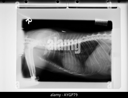 radiograph of cats chest with heart disease Stock Photo - Alamy