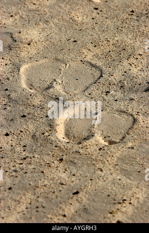 Camel and foot tracks in the desert sand Stock Photo: 101621241 - Alamy